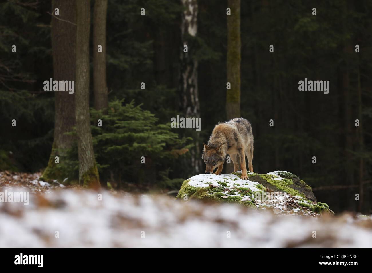 Gray wolf, Canis lupus in forest in winter day. Animal in nature ...