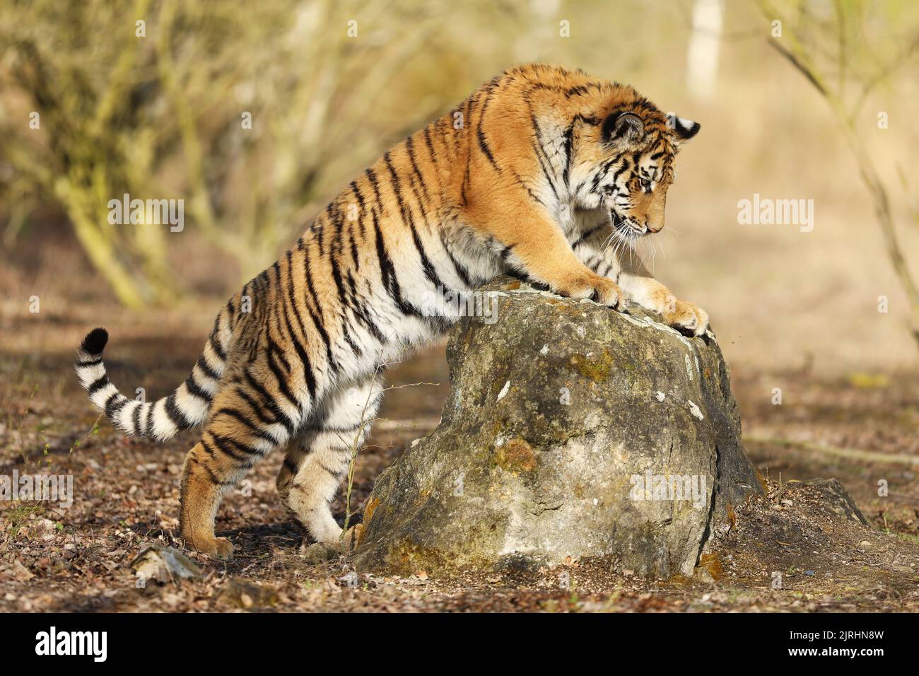 Siberian tiger jumping in wild taiga in summer. Russia. Panthera tigris ...