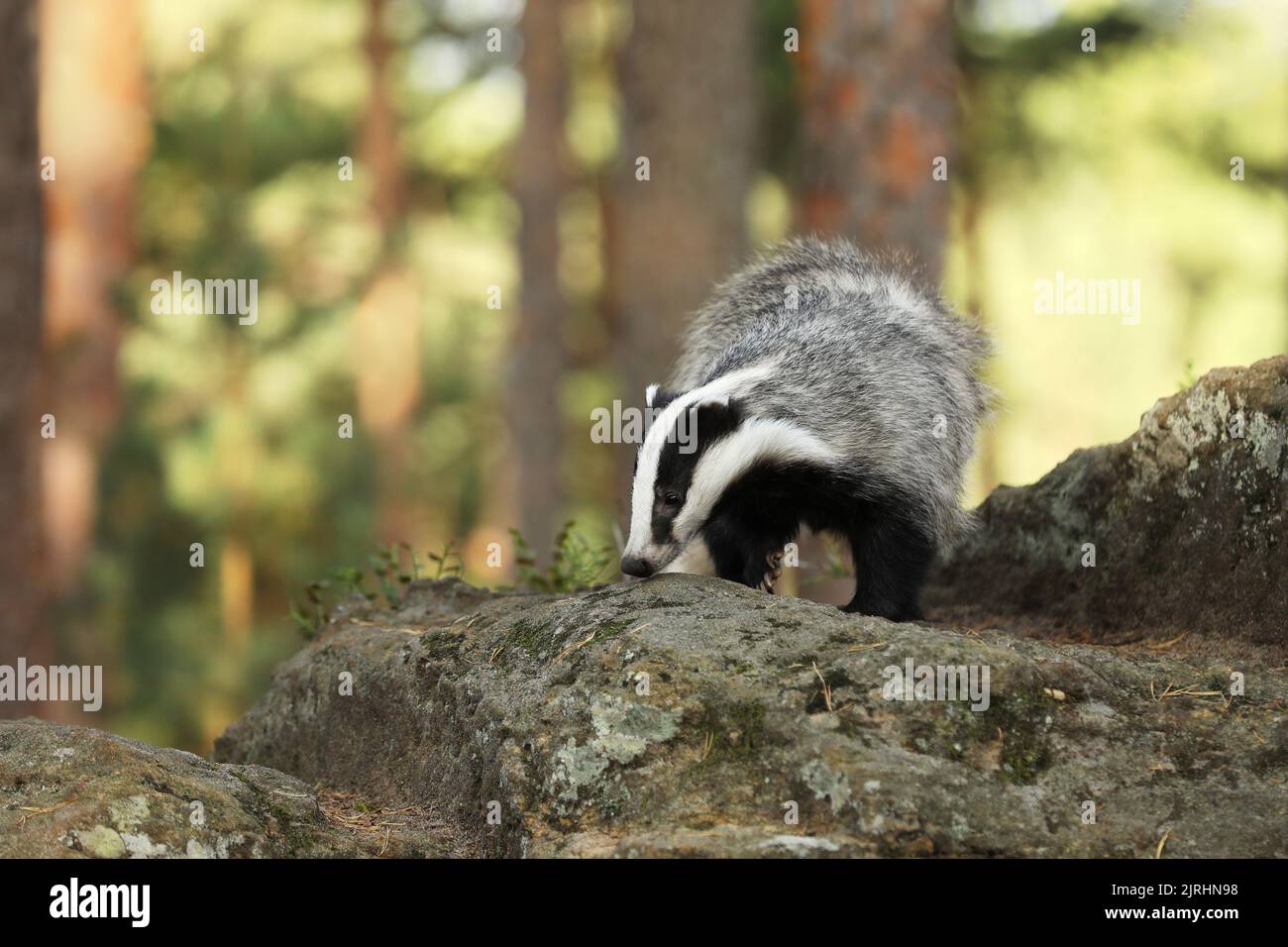 European badger, meles meles, walking on rocks in summer forest. Wild ...
