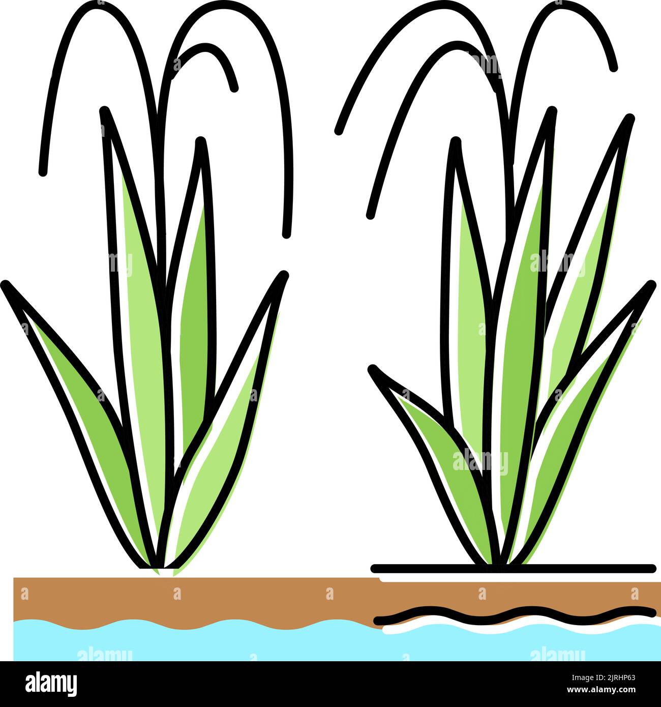 rice plant color icon vector illustration Stock Vector Image & Art - Alamy