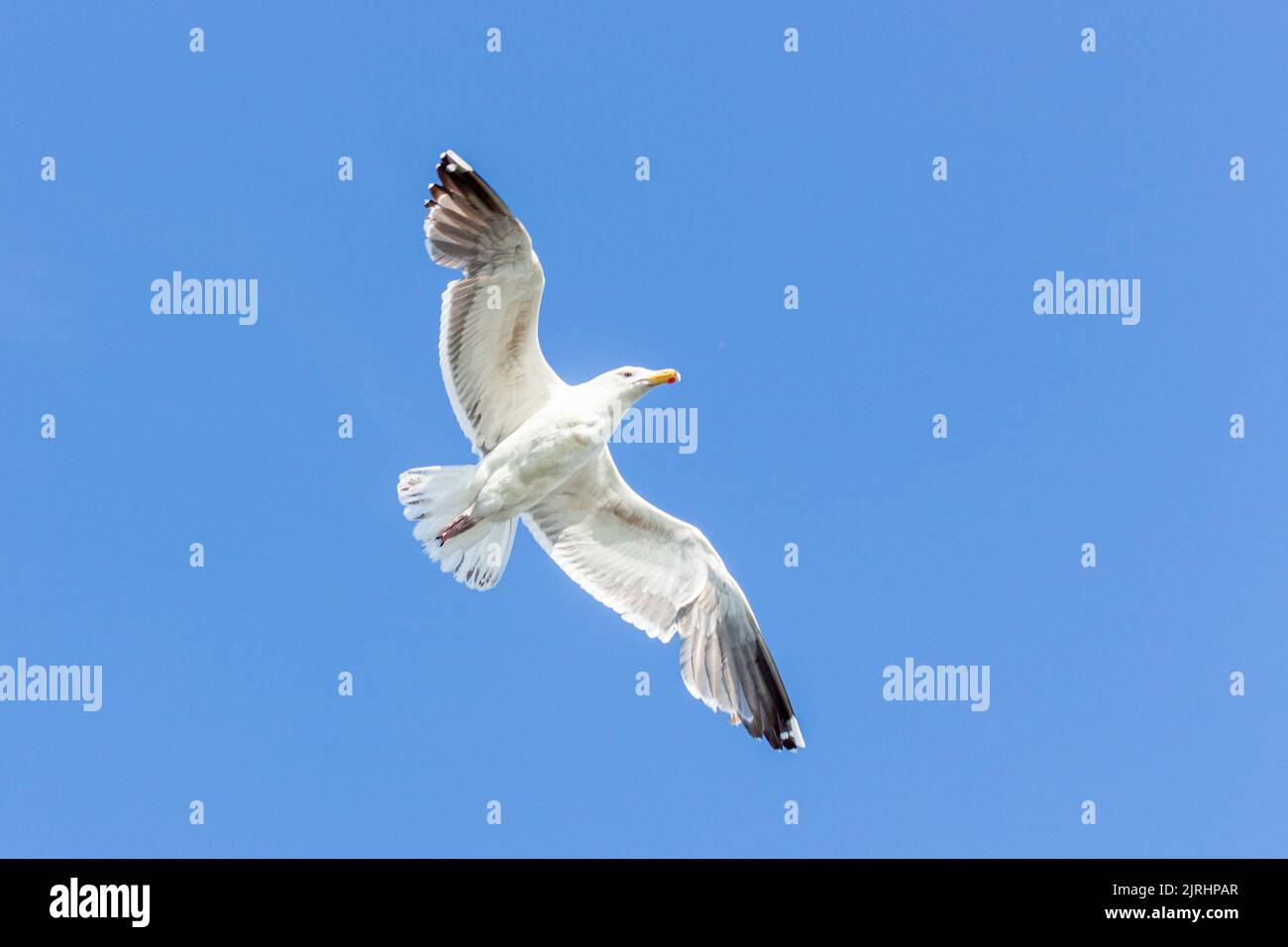 A beautiful view from below of white seagull flying high in blue sky ...