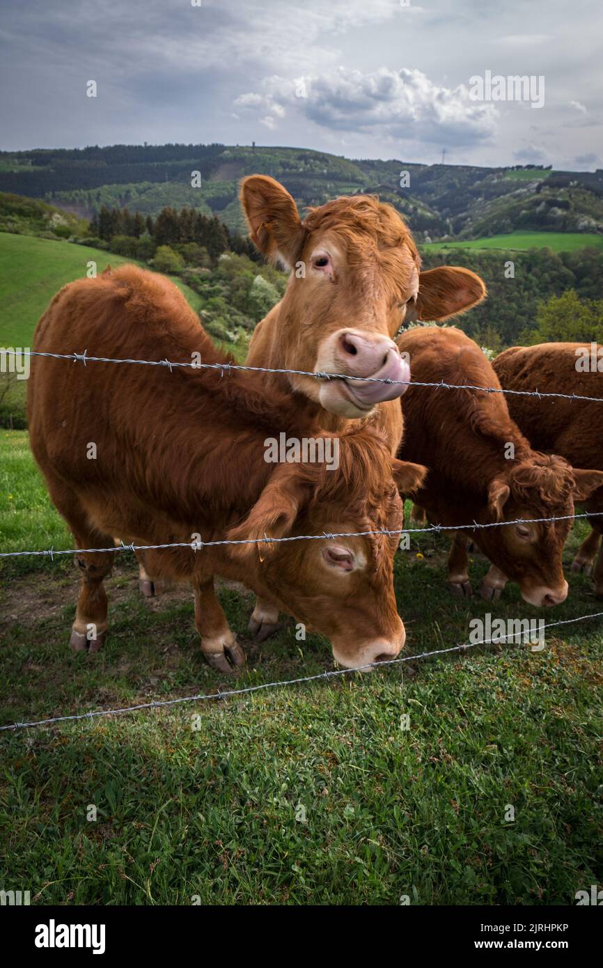 A vertical shot of the red cows in the field in Germany Stock Photo - Alamy