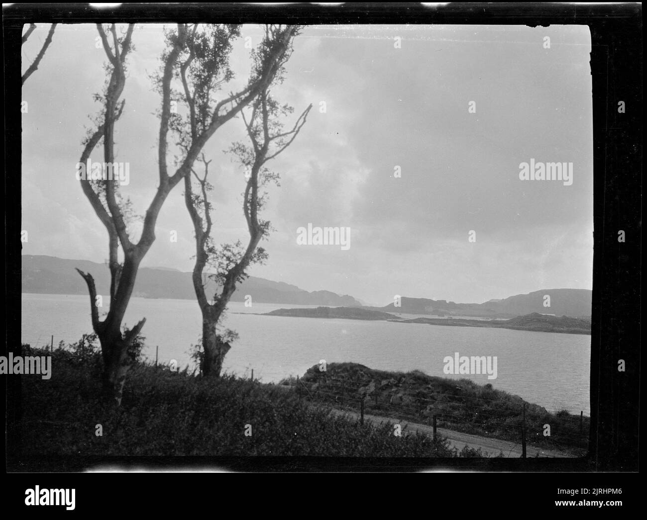 Trees by a lake, 1929, Scotland, maker unknown Stock Photo - Alamy