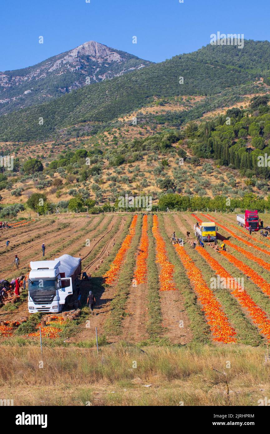 Aerial image of trailers loaded with Fresh harvested ripe Red Tomatoes ...