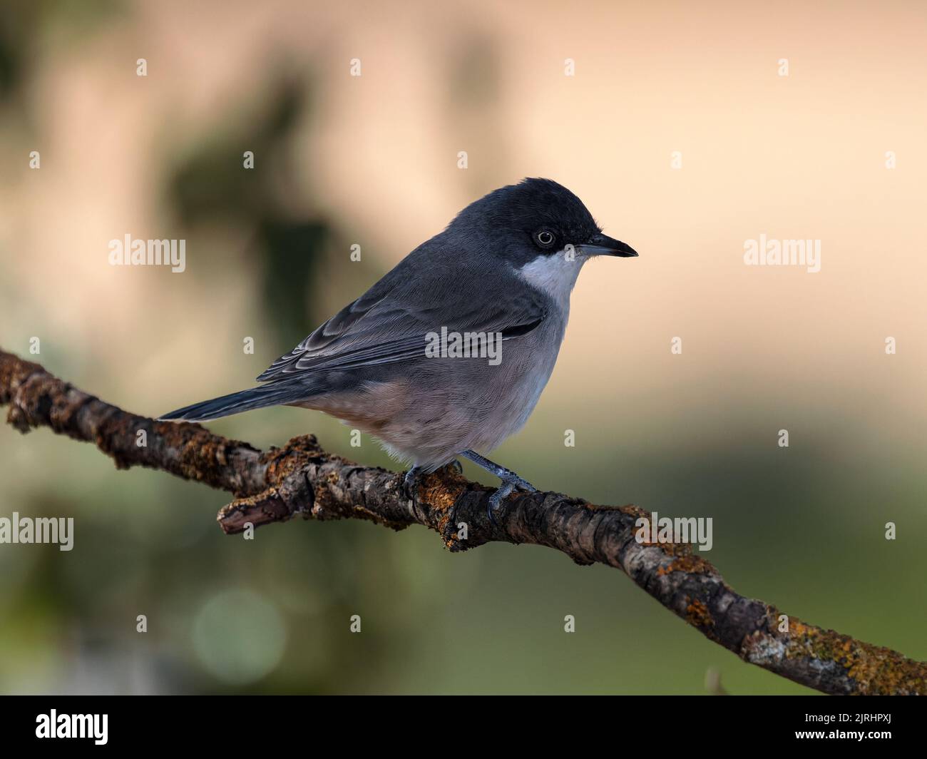 Curruca hortensis hi-res stock photography and images - Alamy