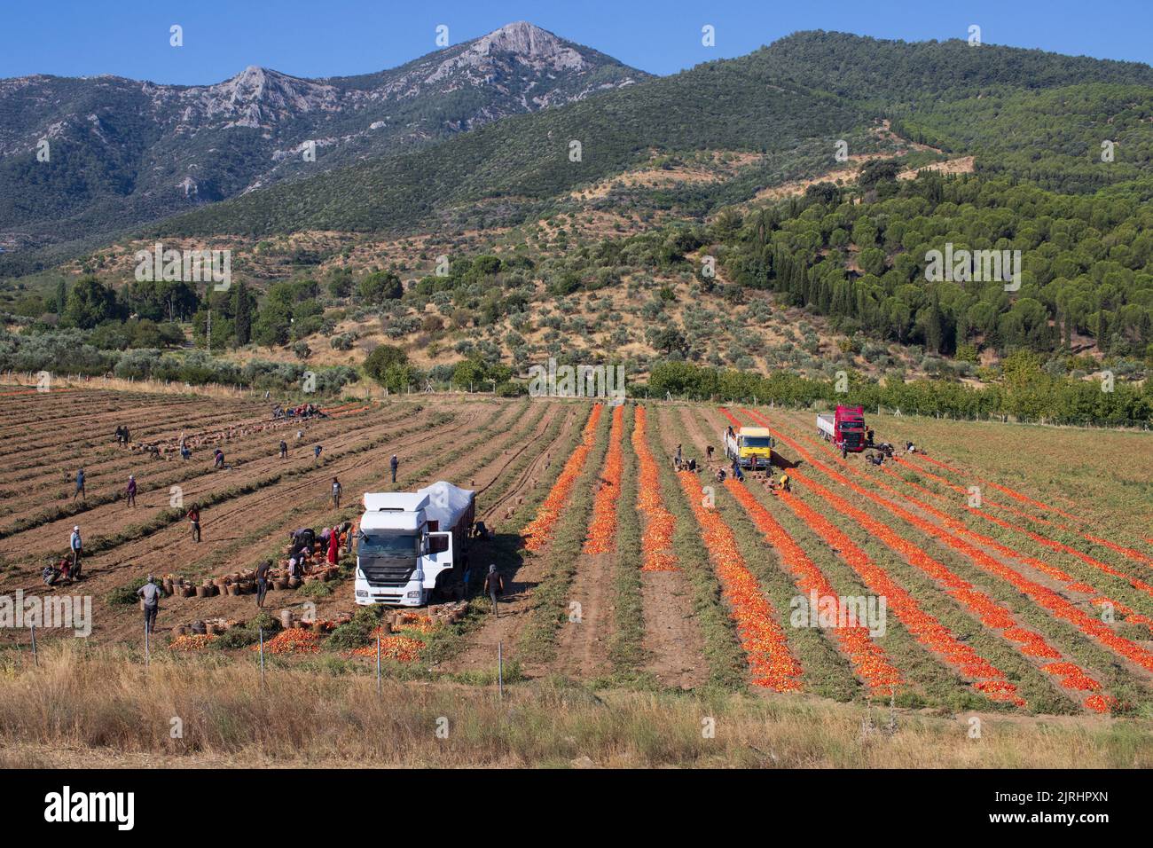Aerial image of trailers loaded with Fresh harvested ripe Red Tomatoes ...