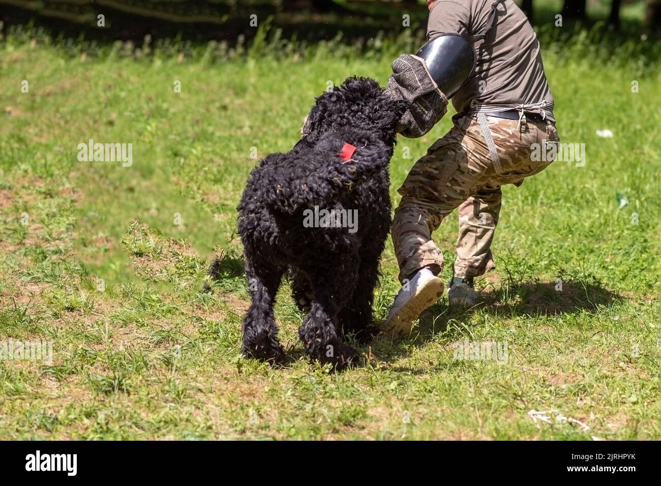 Black russian dog hi-res stock photography and images - Alamy