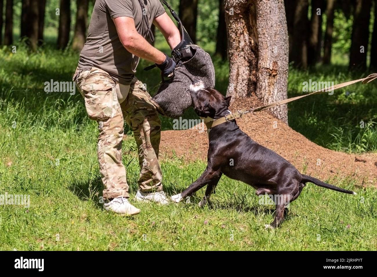 A pit bull attacks a cynologist during aggression training Stock Photo ...