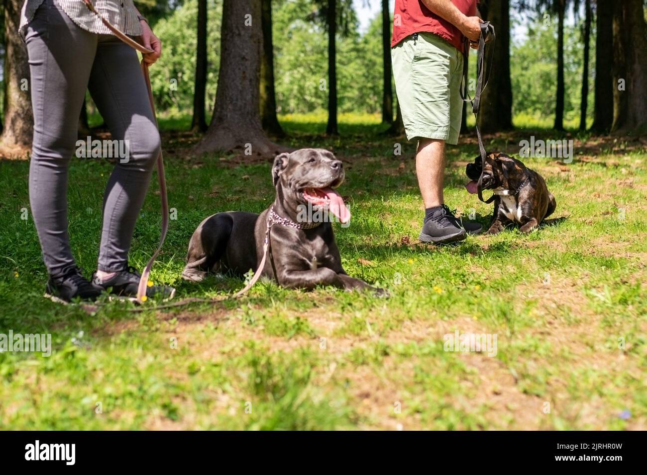 Cane Corso, on a walk with the owner, in the forest Stock Photo - Alamy