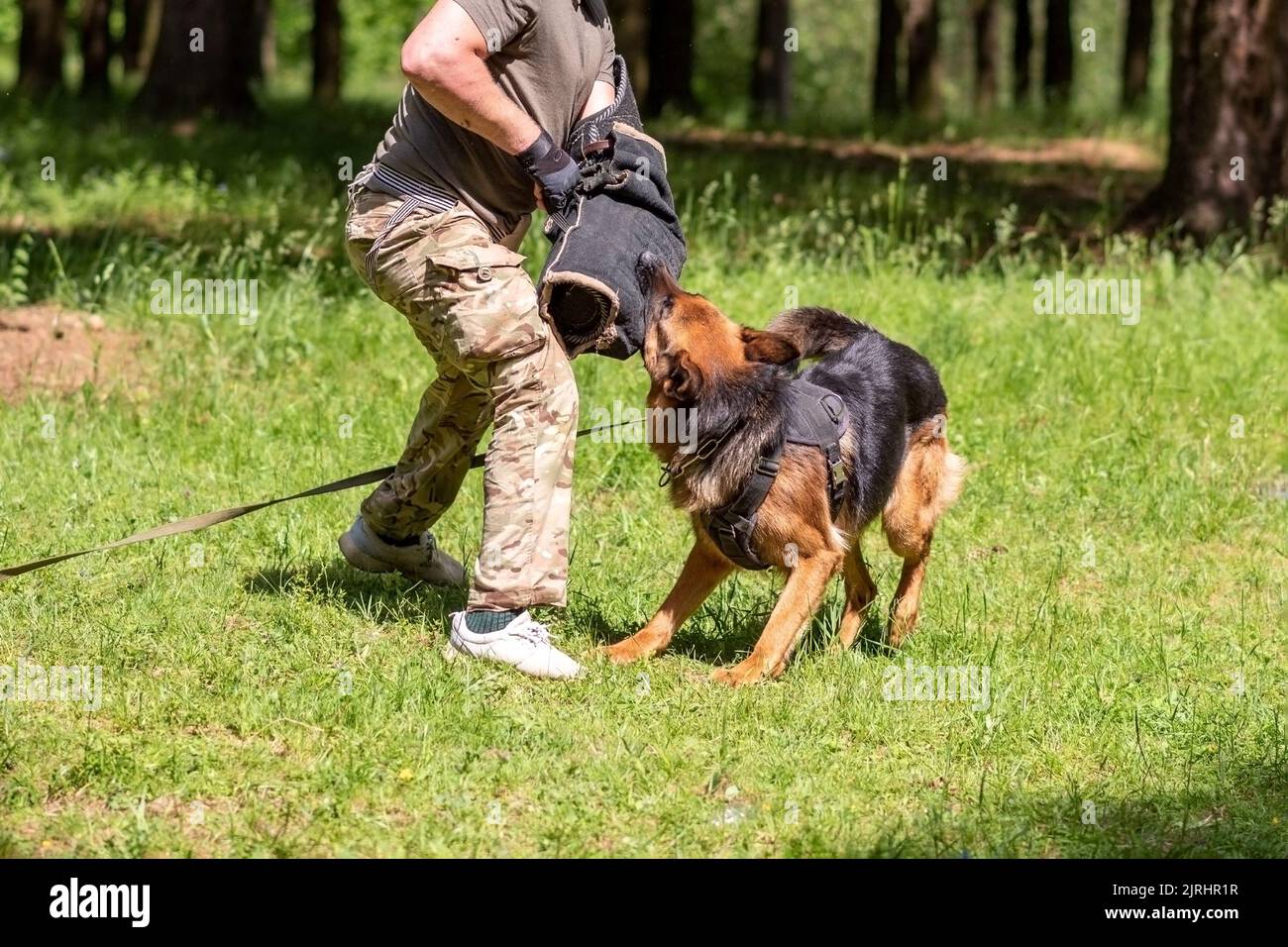 German Shepherd attacking dog handler during aggression training Stock Photo - Alamy