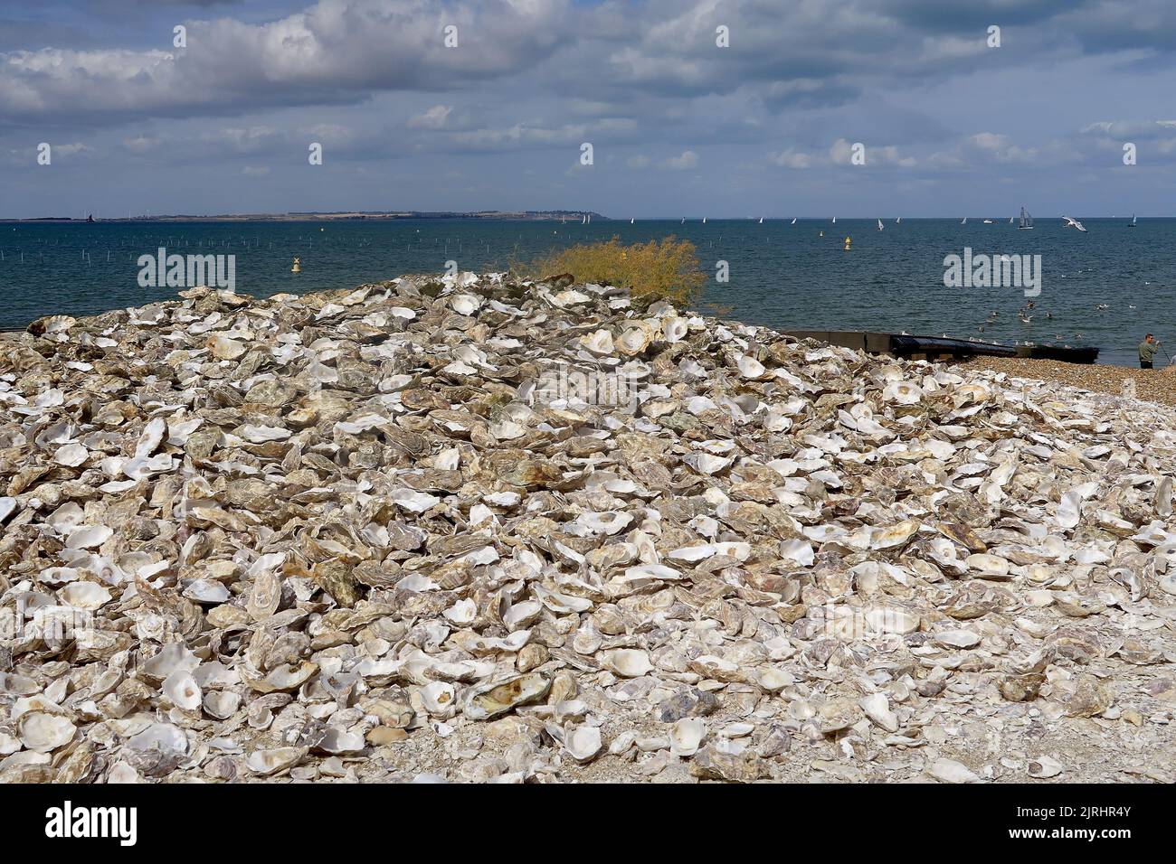 A pile of Oyster shells at Whitstable Stock Photo - Alamy