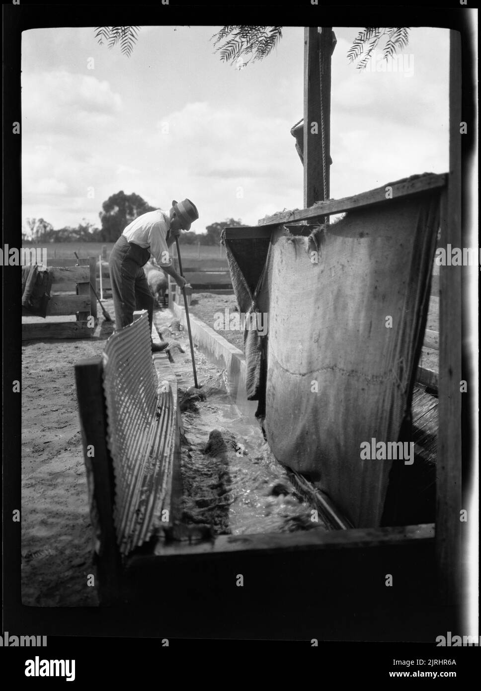 Dipped sheep hi-res stock photography and images - Alamy