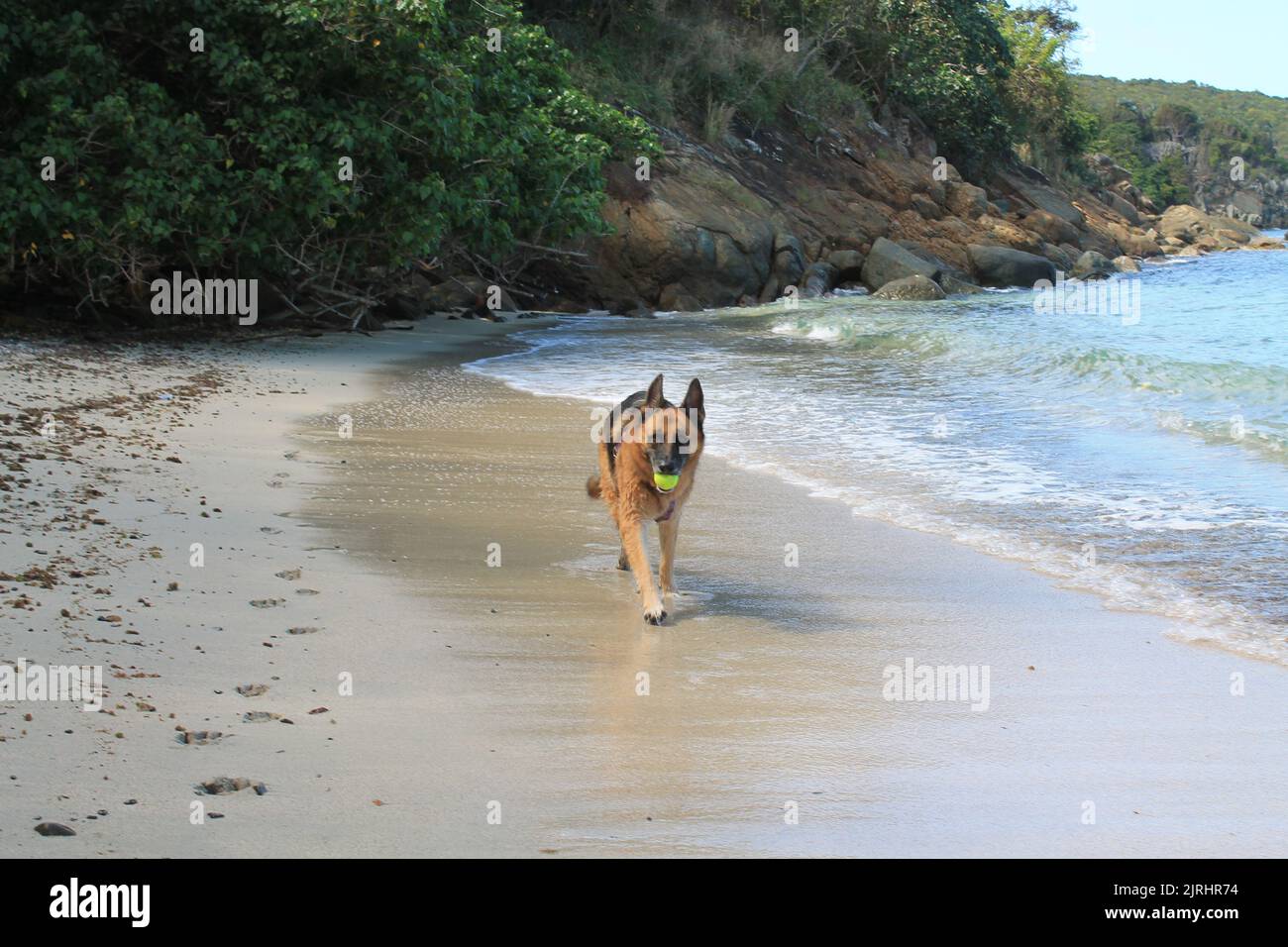 Playing Fetch with German Shepherd on a beach Stock Photo - Alamy
