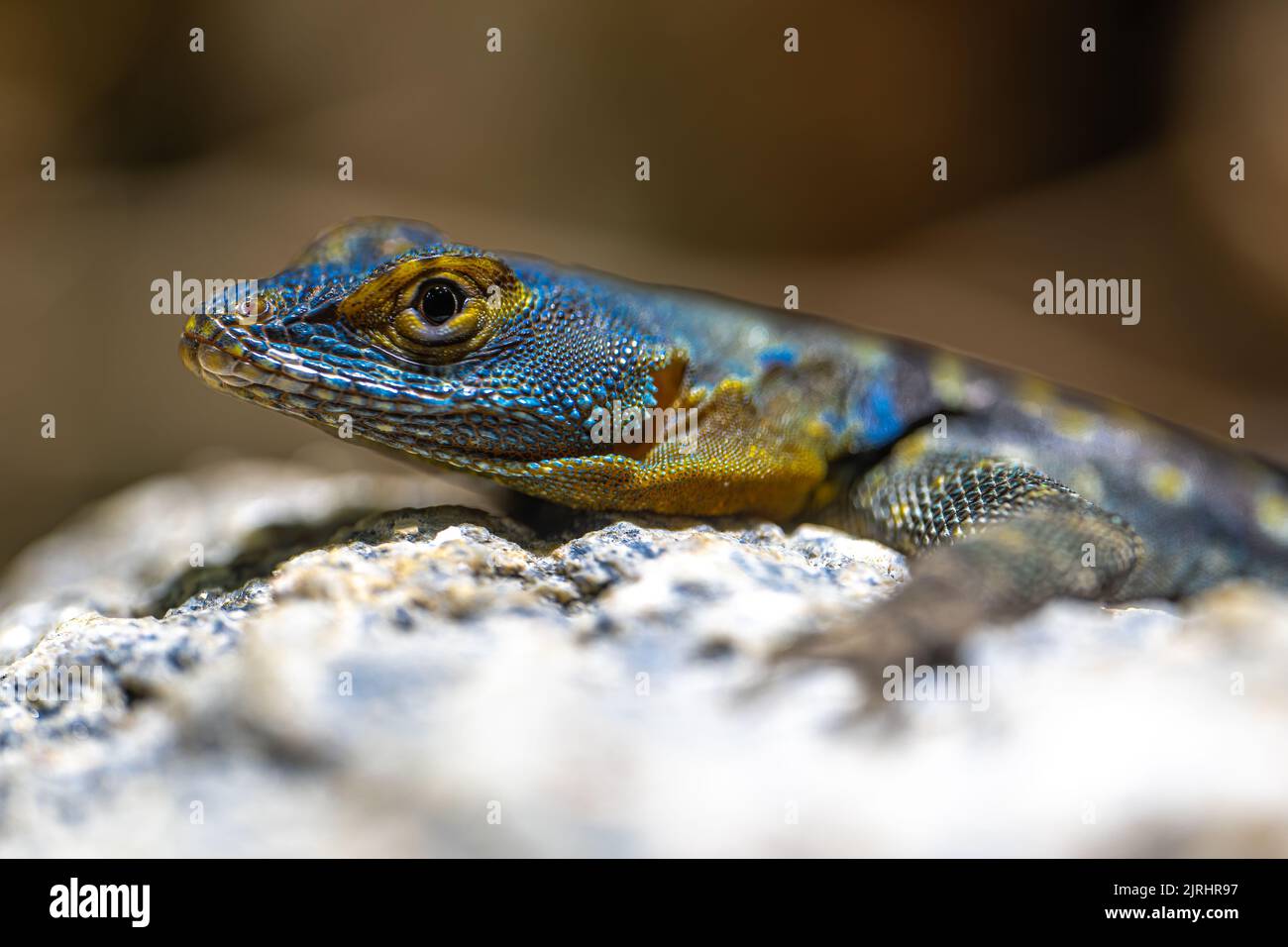 Blue Rock Lizard (Petrosaurus thalassinus Stock Photo - Alamy