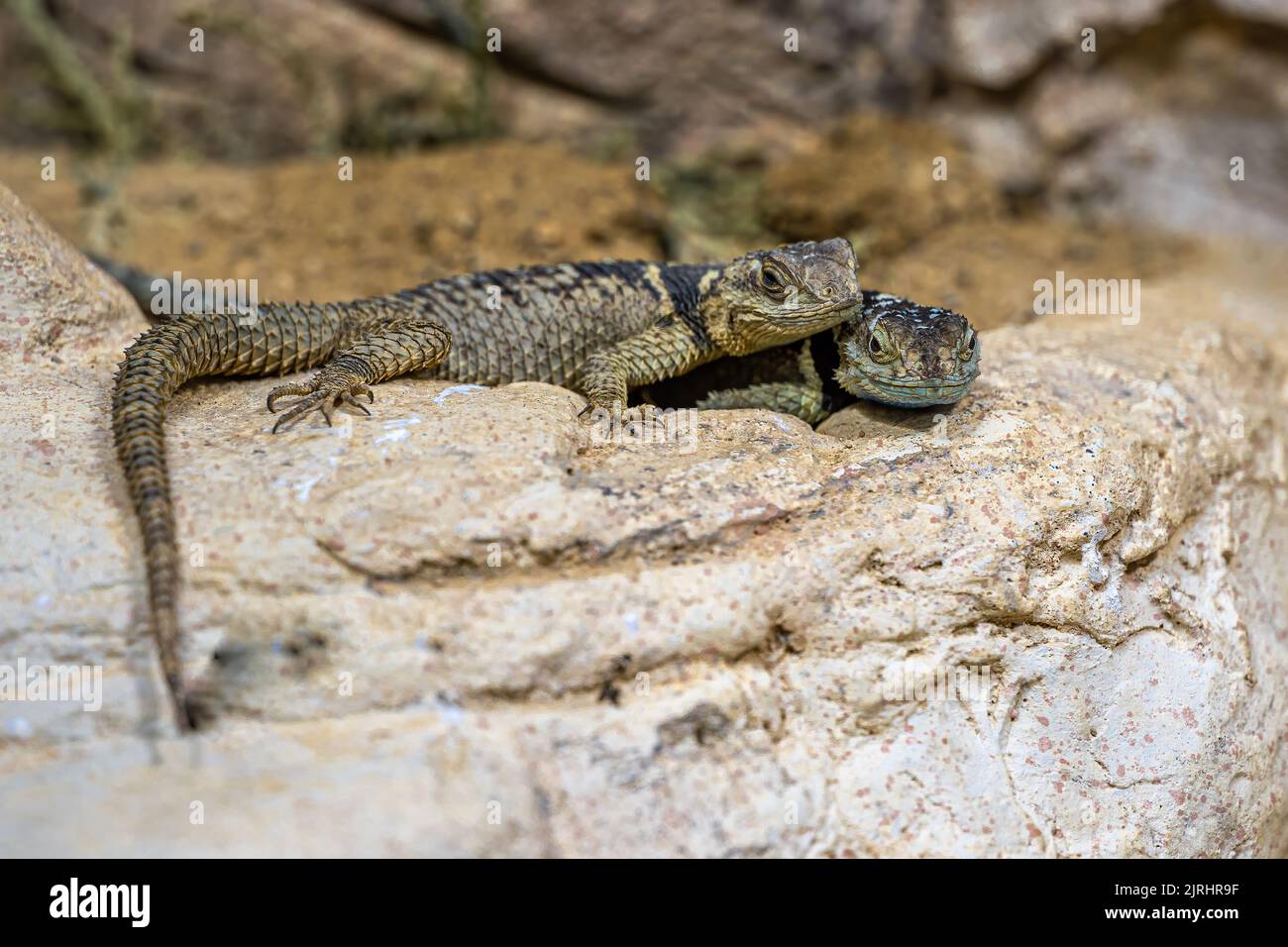 Blue Spiny Lizard (Sceloporus serrifer cyanogenys Stock Photo - Alamy
