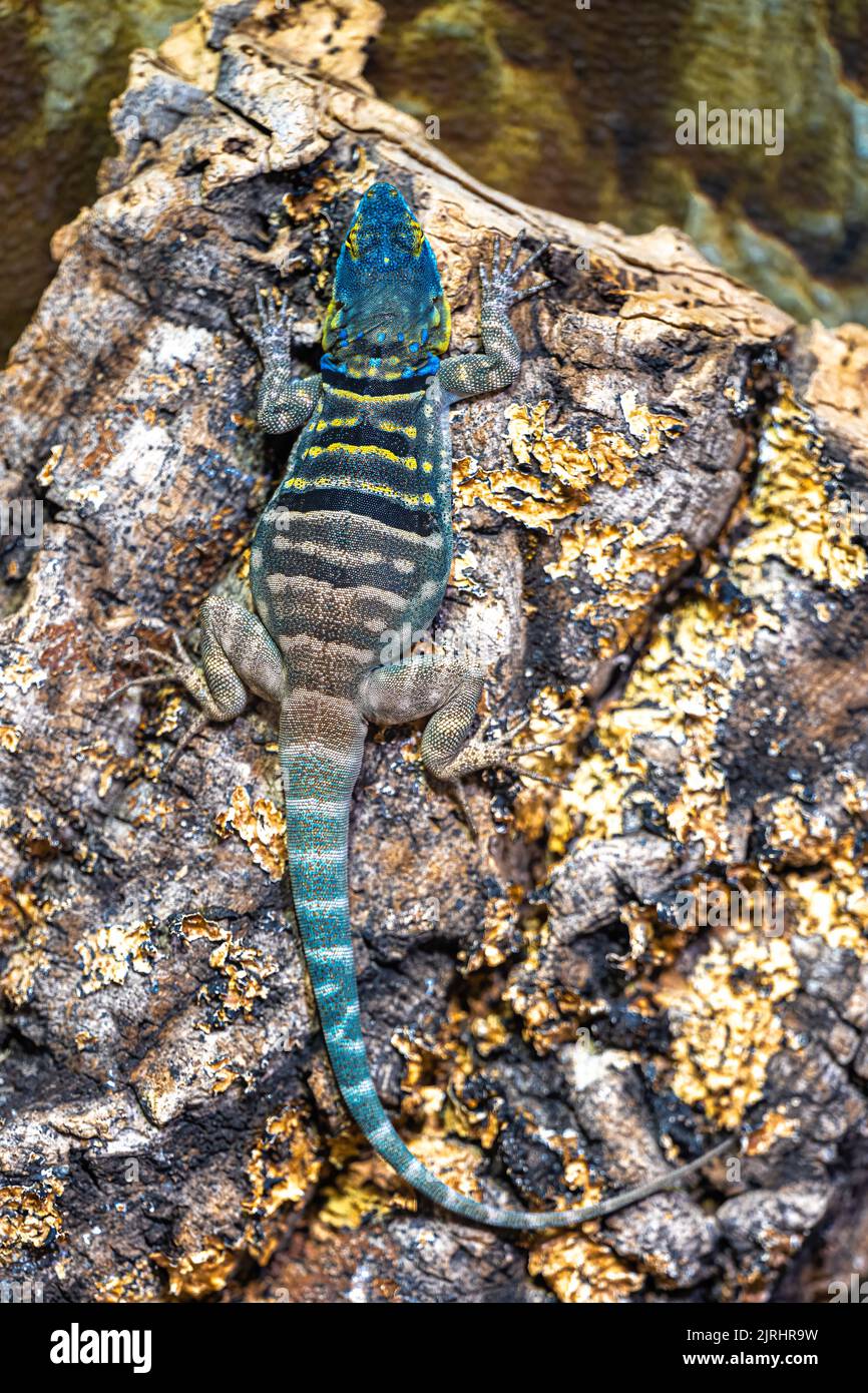 Blue Rock Lizard (Petrosaurus thalassinus Stock Photo - Alamy
