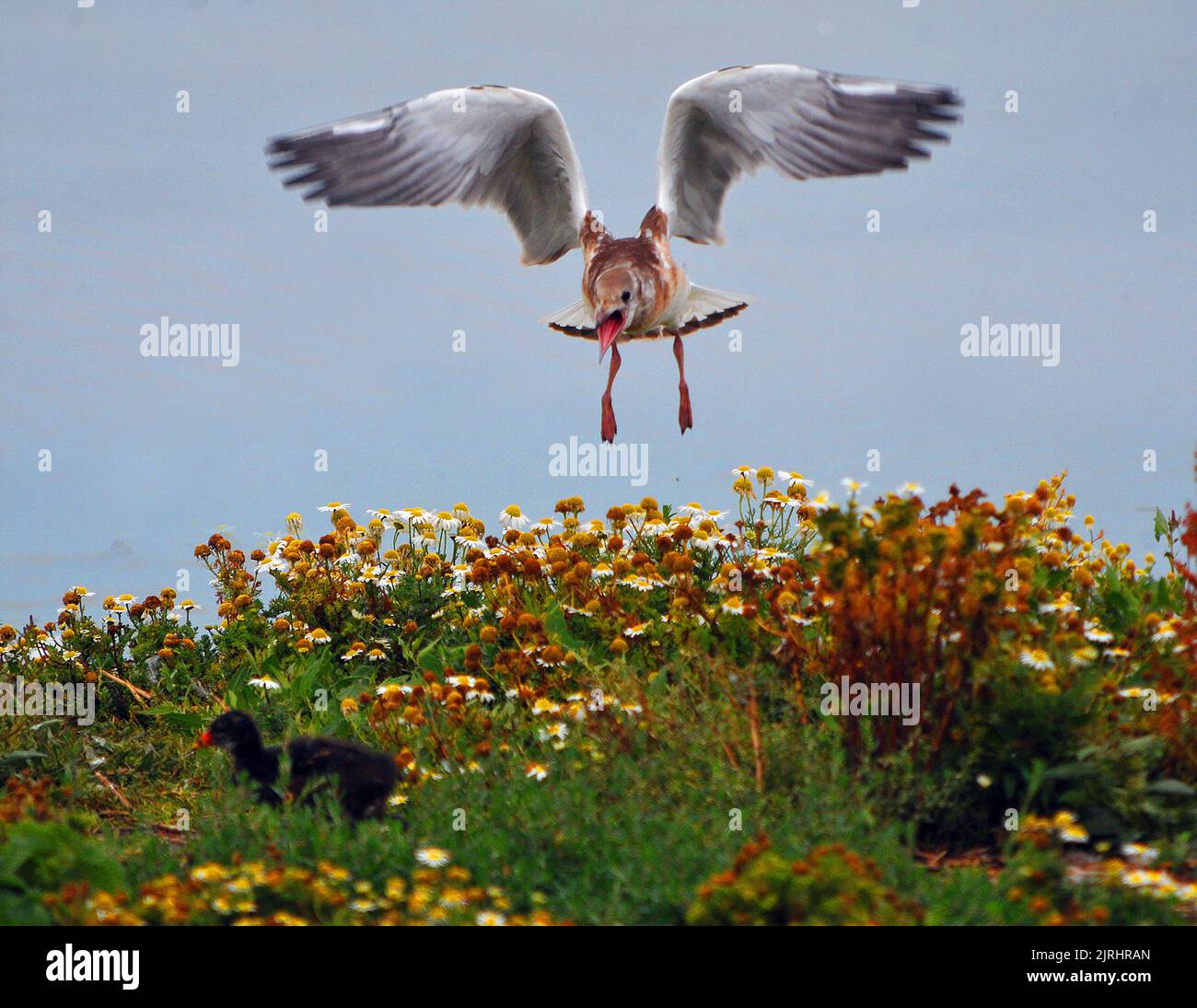 A YOUING BLACK HEADED GULL ATTACKS A MOORHEN CHICK AT TICHFIELD HAVEN ...