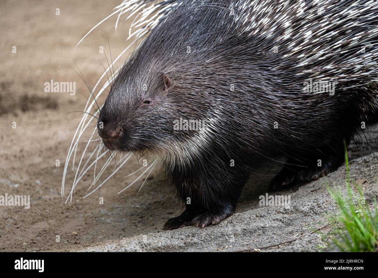 Portrait of a Cape Porcupine (Hystrix africaeaustralis Stock Photo - Alamy