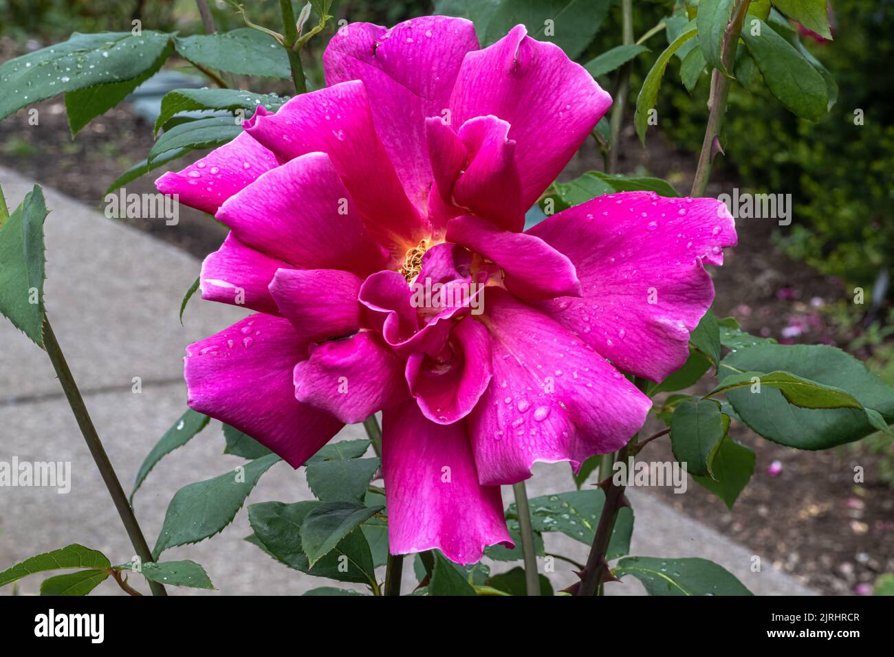Murphy plant hi-res stock photography and images - Alamy