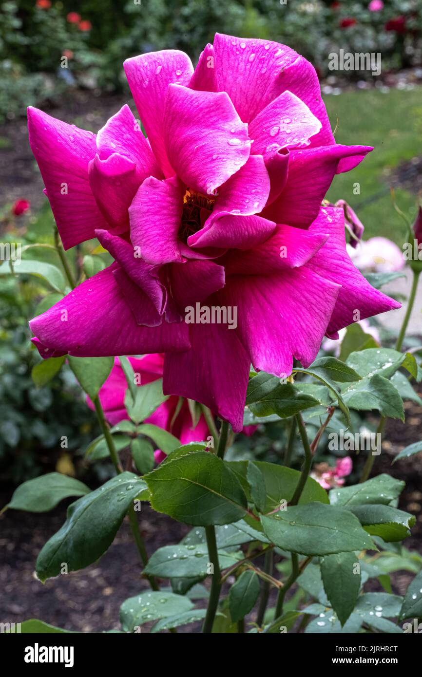 Murphy plant hi-res stock photography and images - Alamy