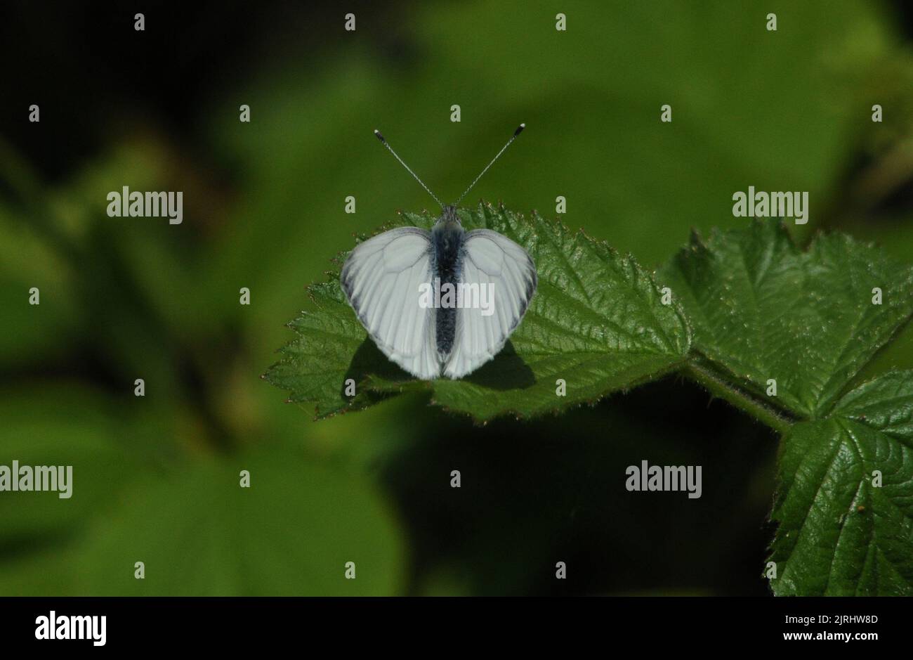 SMALL WHITE BUTTERFLY CASTLE SHOREPARK, PORTCHESTER, HANTS PIC MIKE ...