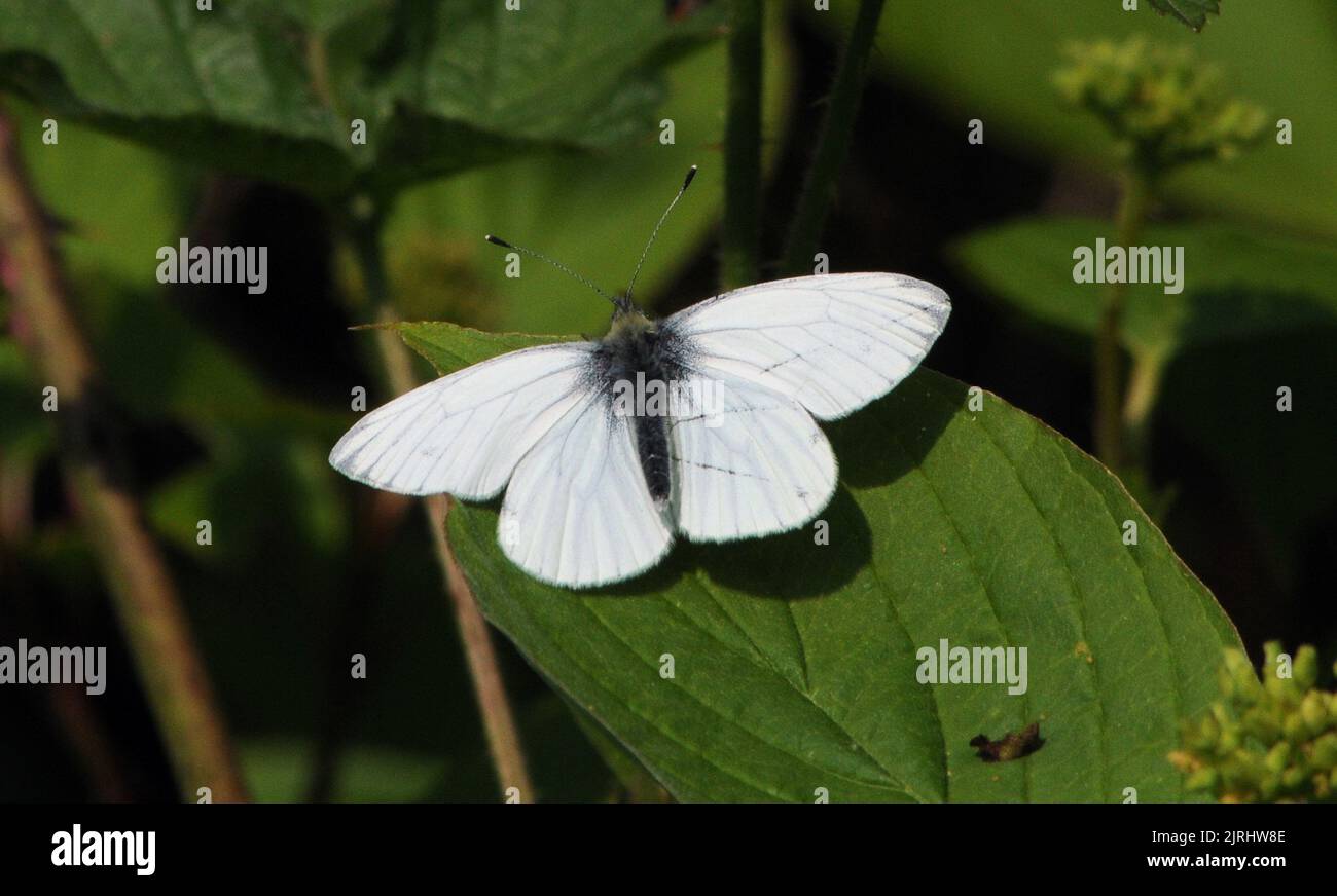 SMALL WHITE BUTTERFLY CASTLE SHOREPARK, PORTCHESTER, HANTS PIC MIKE ...