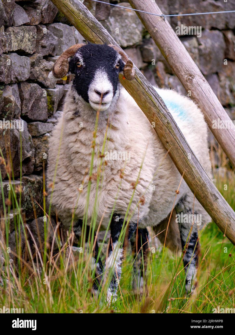 Swaledale Sheep stood next to a stone wall Stock Photo - Alamy