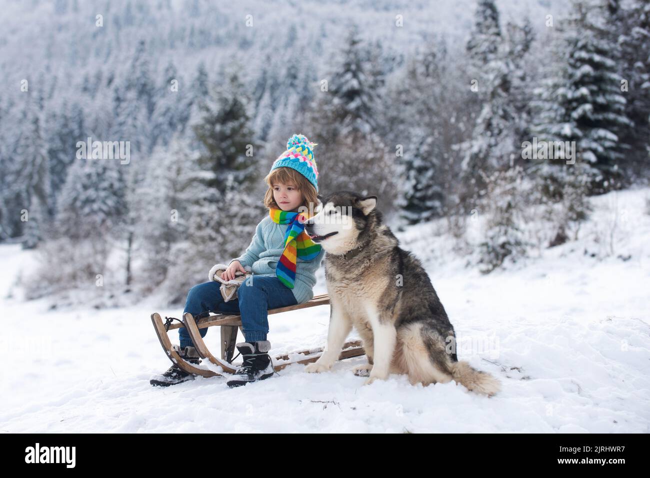 Do Huskies Enjoy Pulling Sleds