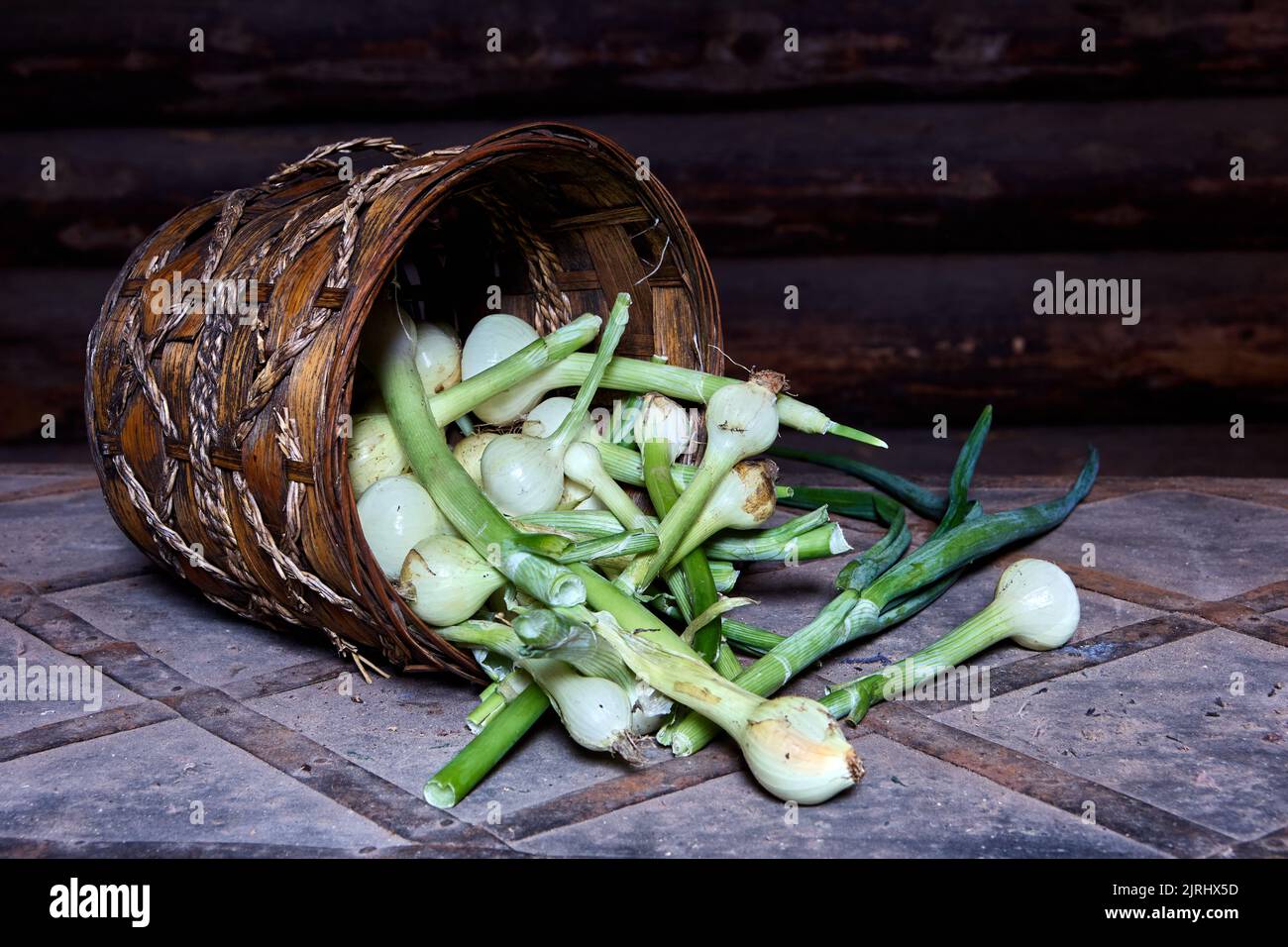 Bulbs sprouting green shoots hi-res stock photography and images - Alamy