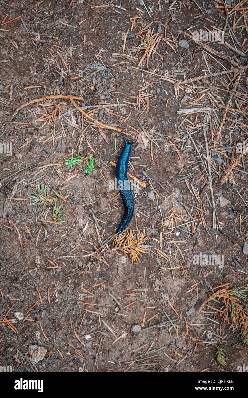 A vertical shot of a black slug on the ground Stock Photo - Alamy