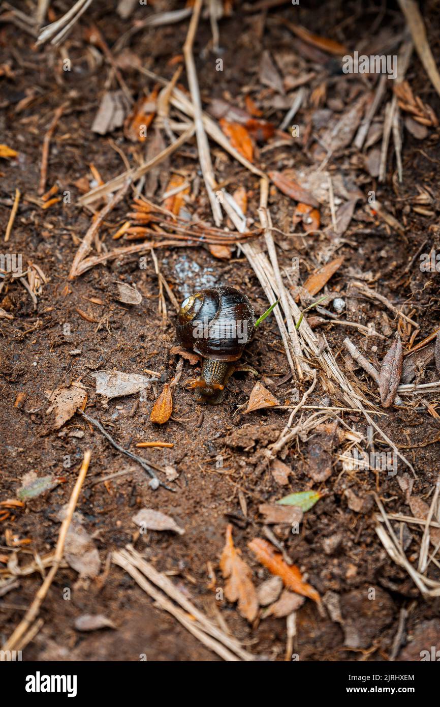 A vertical shot of a snail on the ground Stock Photo - Alamy