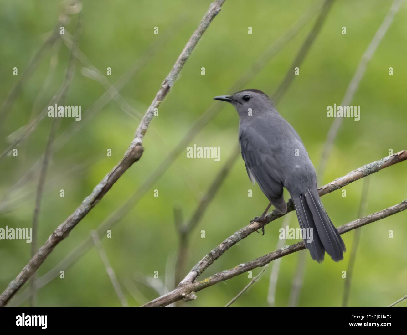 A cute gray catbird on a branch in a blur Stock Photo - Alamy