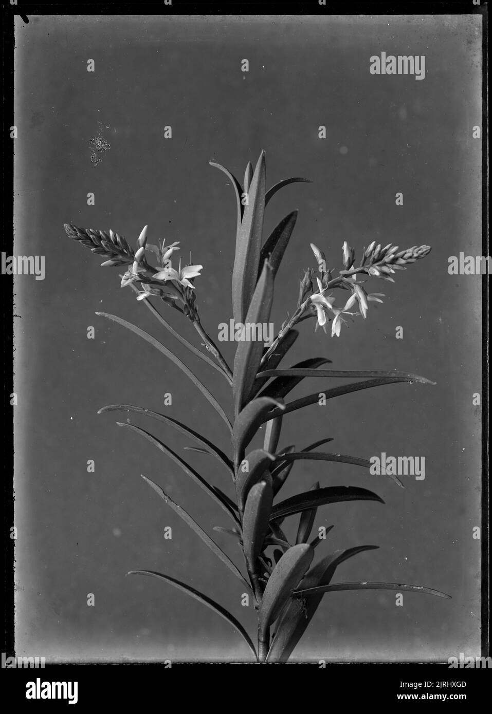 Veronica Salicifolia Hebe Veronica Salicifolia Hebe Black And White