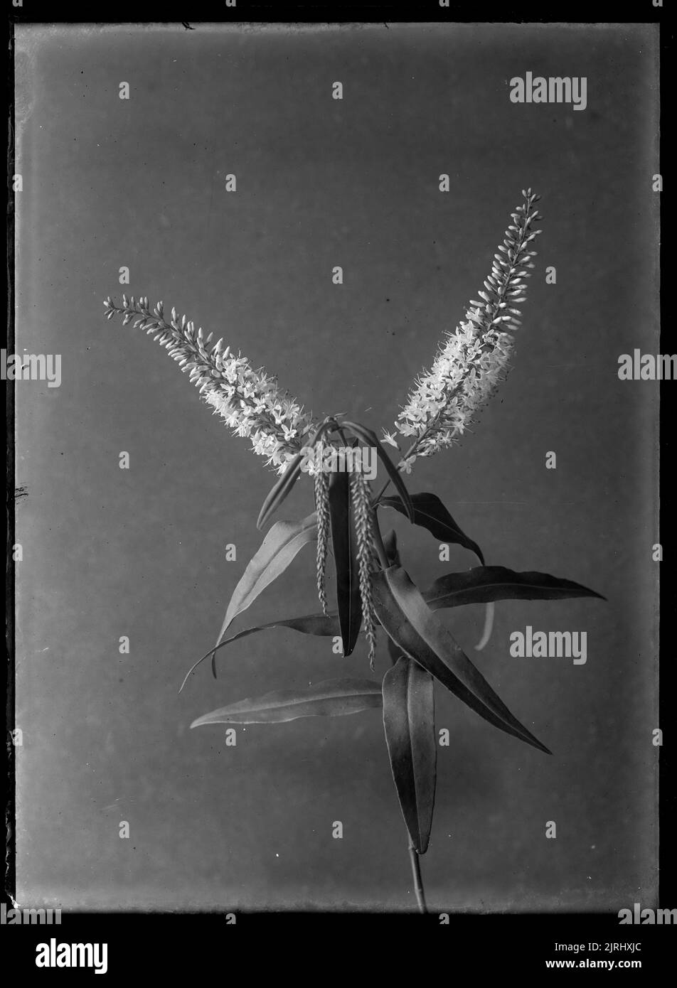 Hebe (Koromiko), circa 1910, by Fred Brockett Stock Photo - Alamy