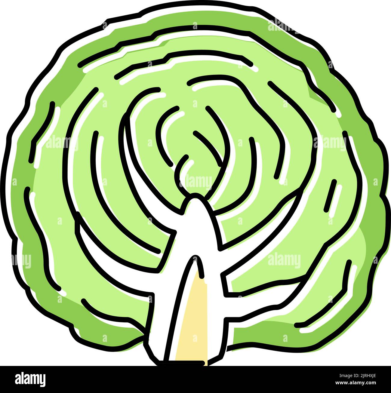 half of cabbage vegetable color icon vector illustration Stock Vector ...