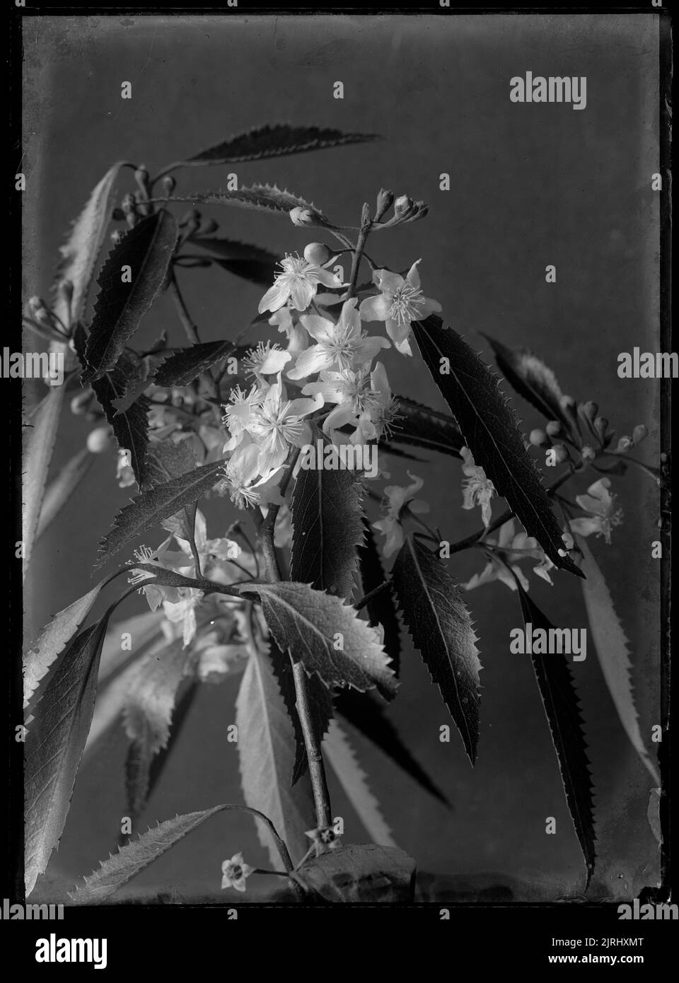 Hoheria hi-res stock photography and images - Alamy