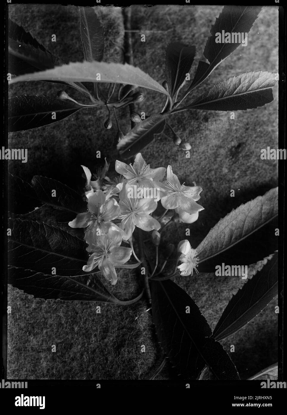 Hoheria hi-res stock photography and images - Alamy