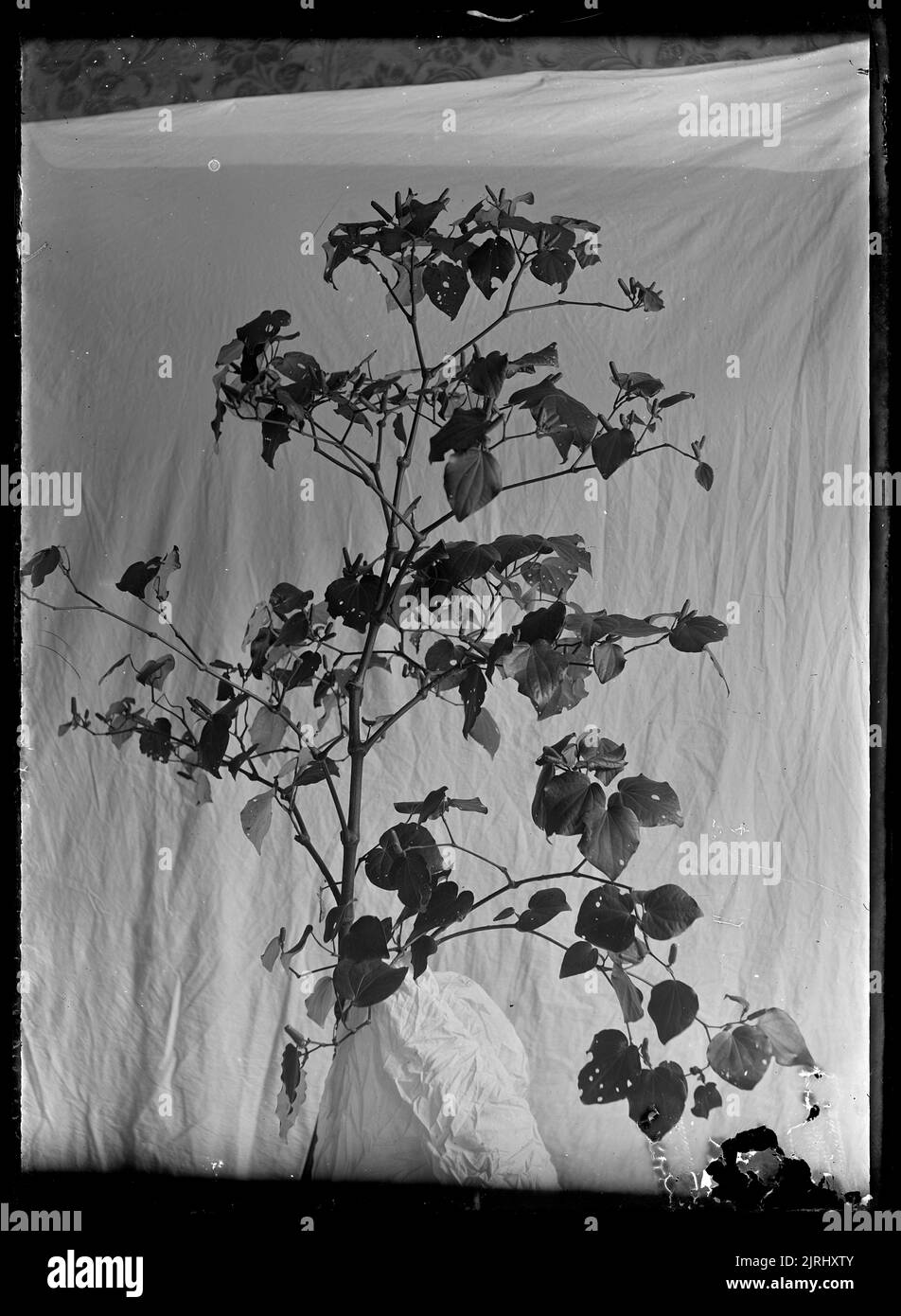 Macropiper excelsum (Pepper Tree) or Kawakawa, circa 1910, by Fred ...