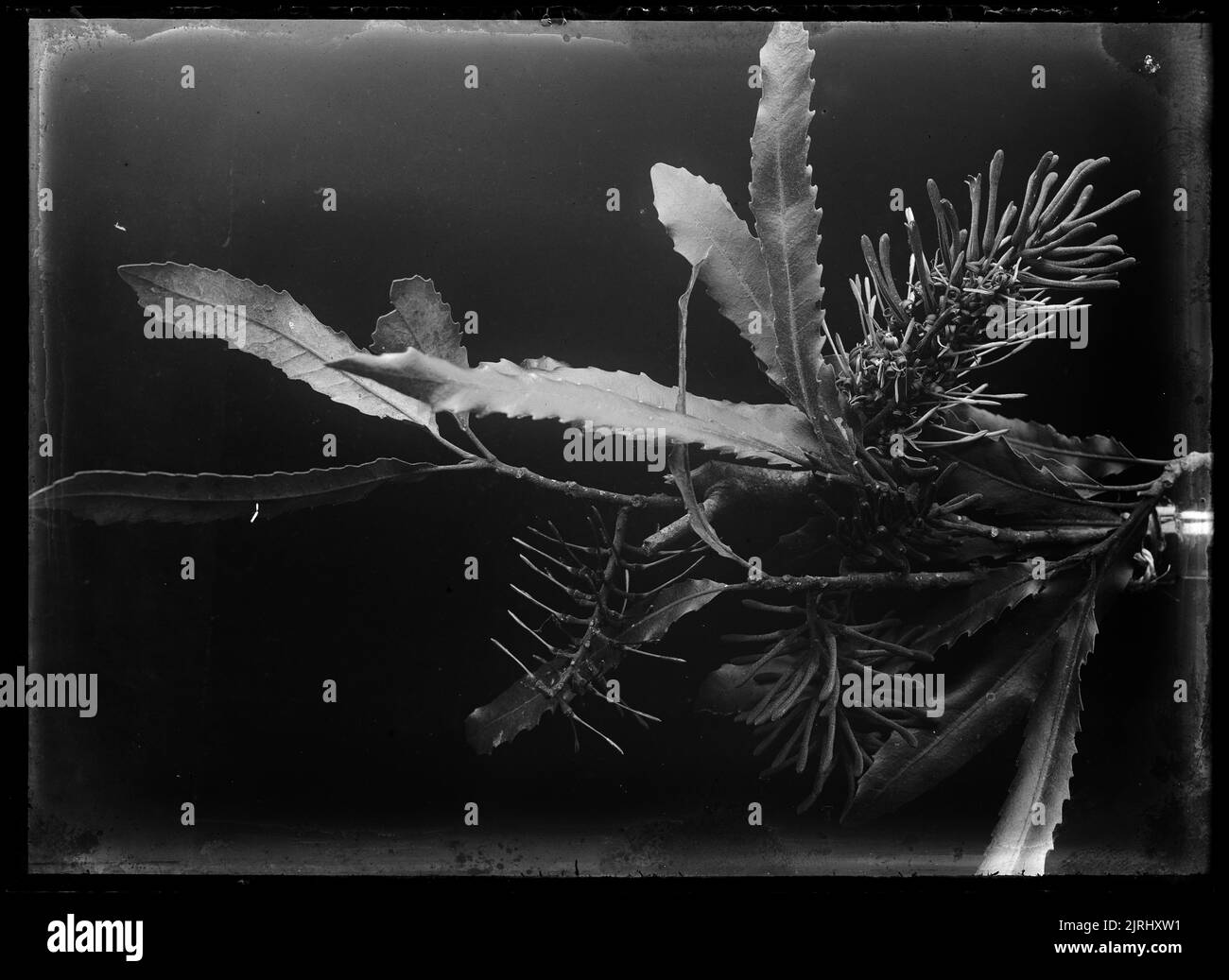 Knightia excelsa (Rewarewa), circa 1910, by Fred Brockett Stock Photo ...