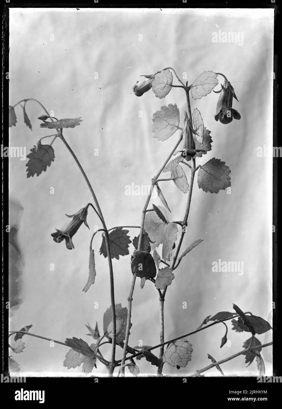 Rhabdothamnus solandri (Taurepo), circa 1910, by Fred Brockett Stock ...
