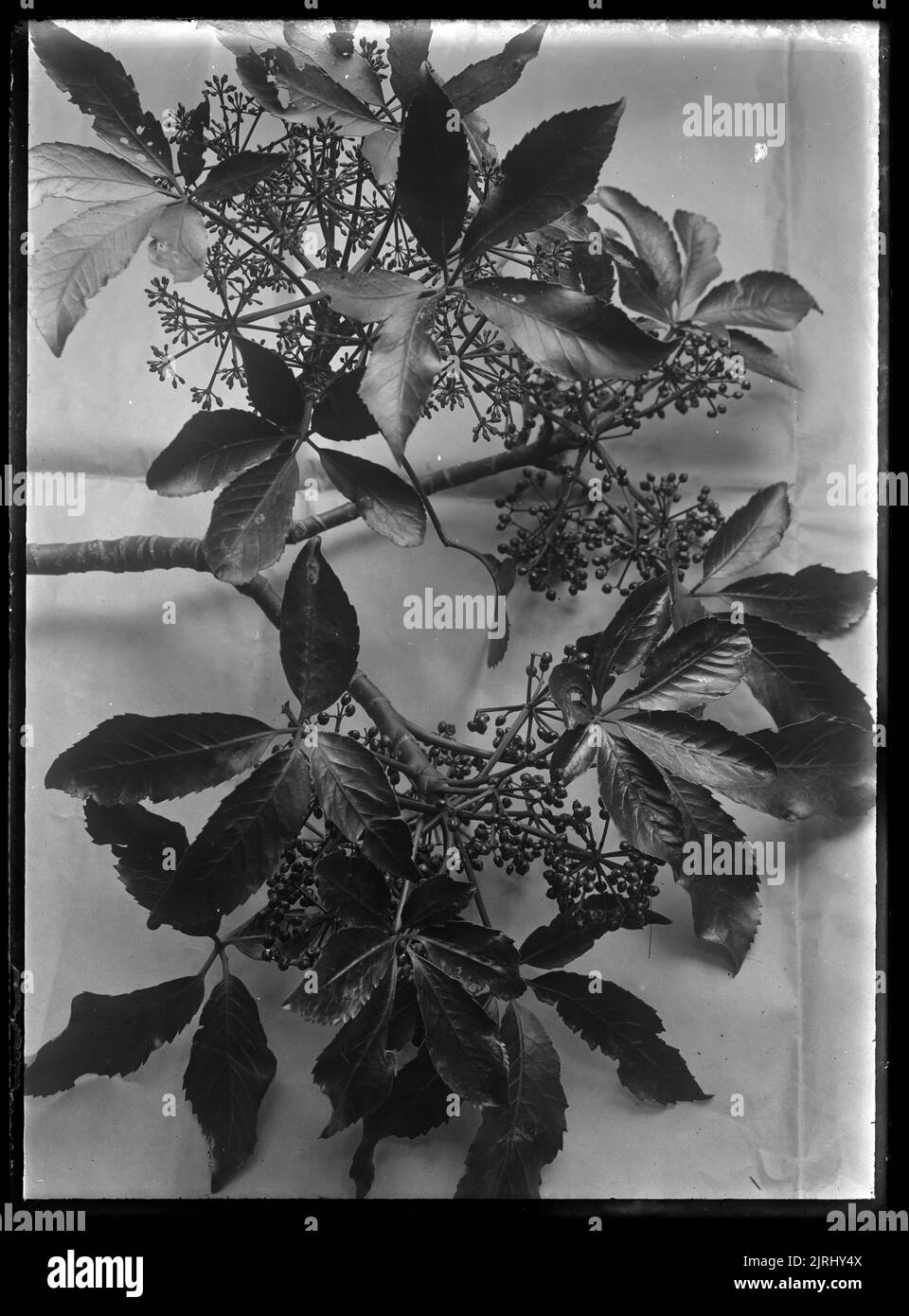 Nothopanax arboreum (Ivy-tree), circa 1910, by Fred Brockett Stock ...