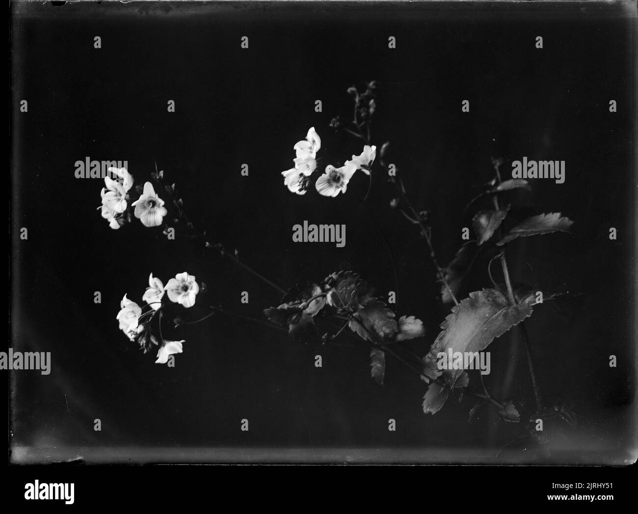 Hebe koromiko hebe koromiko hi-res stock photography and images - Alamy