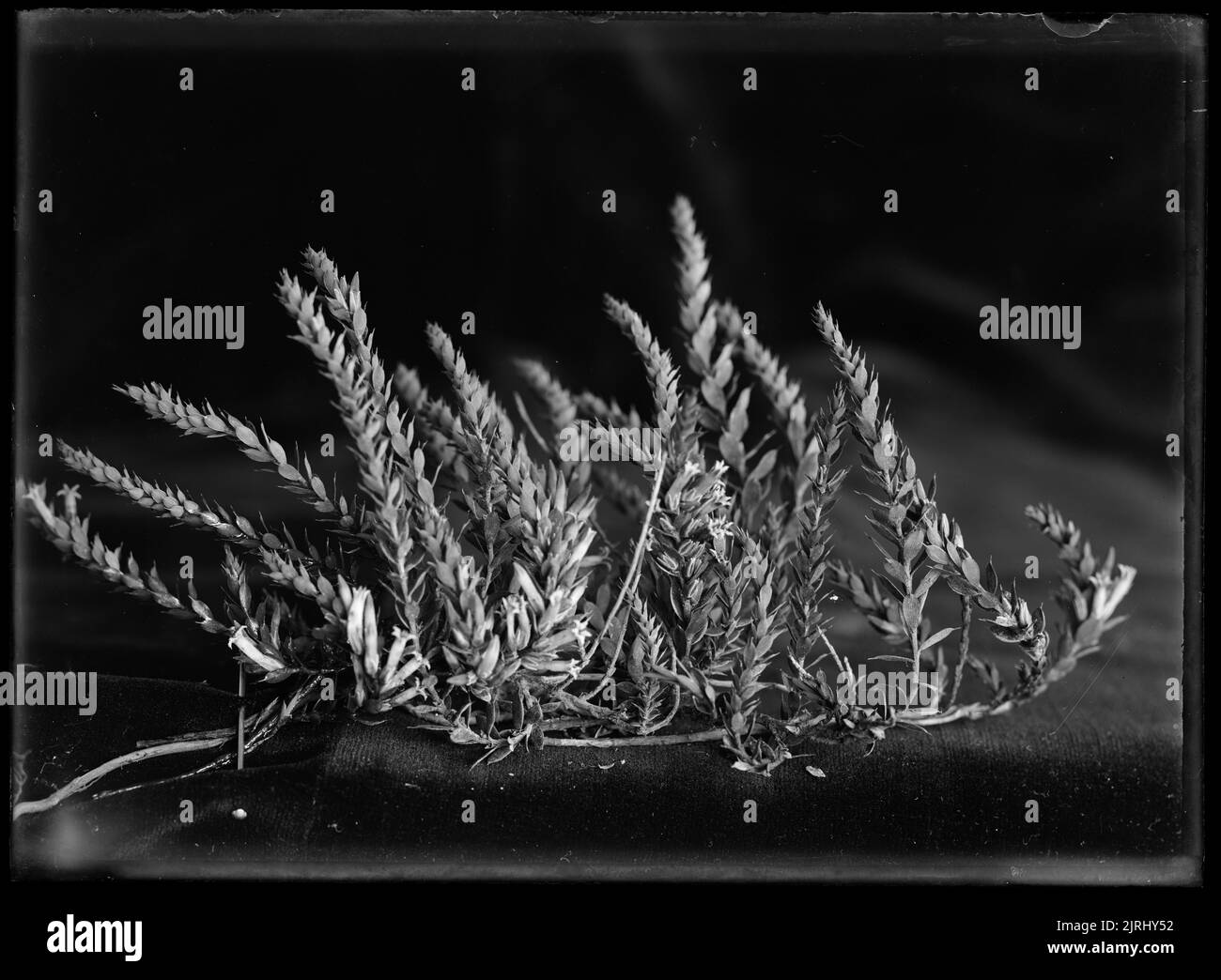 Dwarf heath hi-res stock photography and images - Alamy