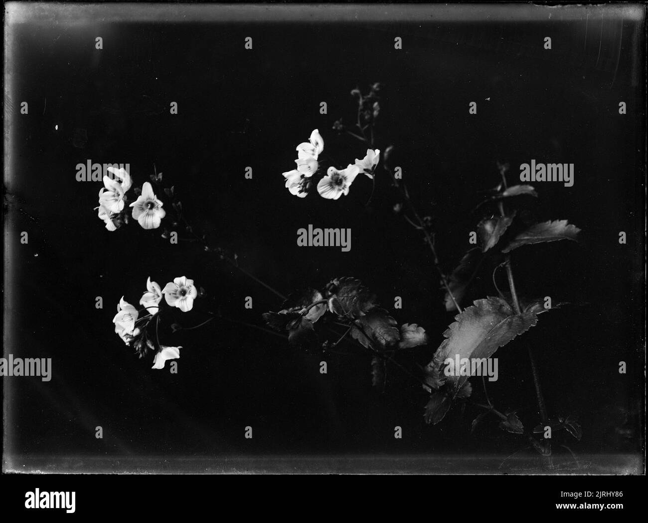 Hebe (Koromiko), circa 1910, by Fred Brockett Stock Photo - Alamy