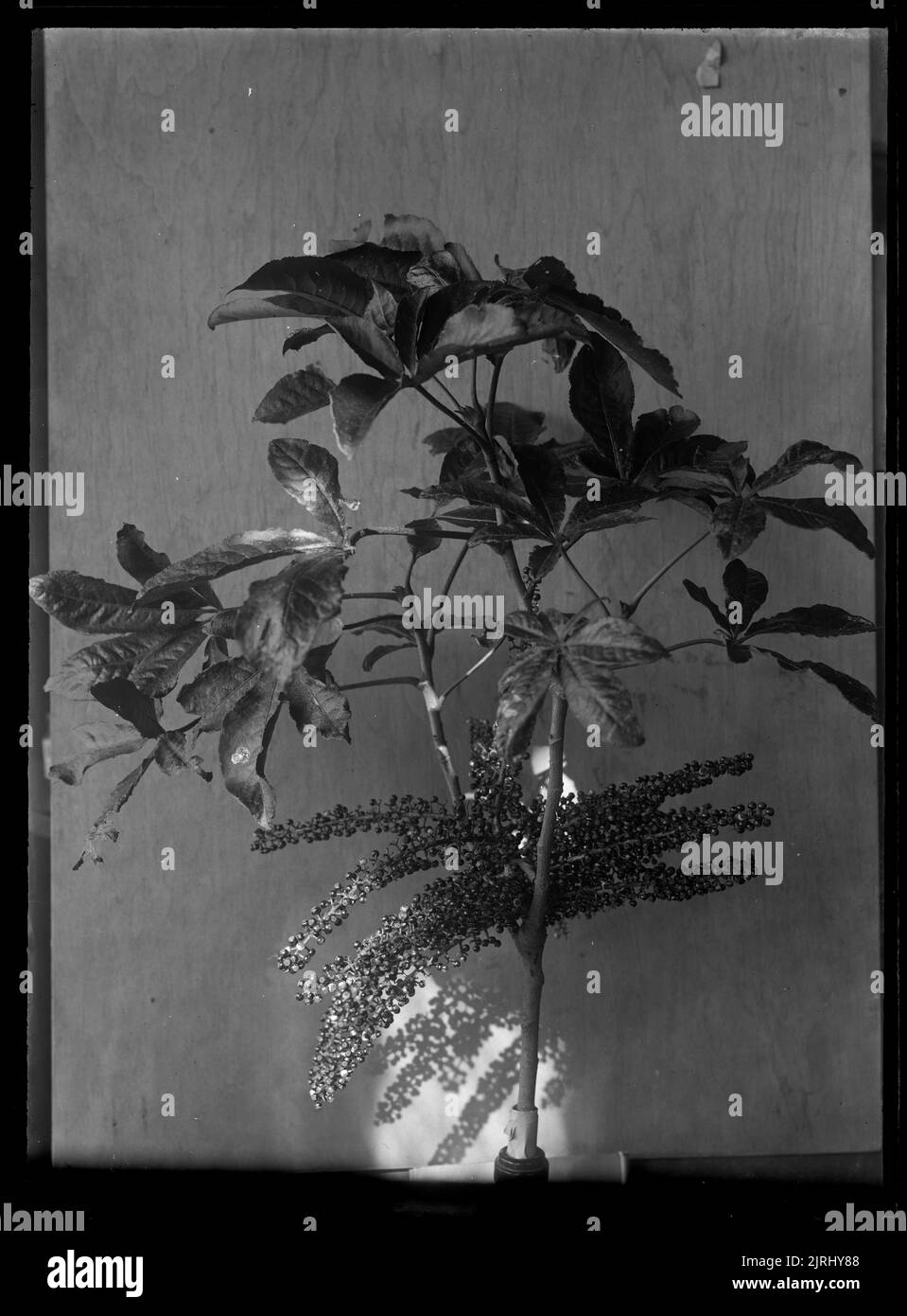 Schefflera digitata (Patete), circa 1910, by Fred Brockett Stock Photo ...
