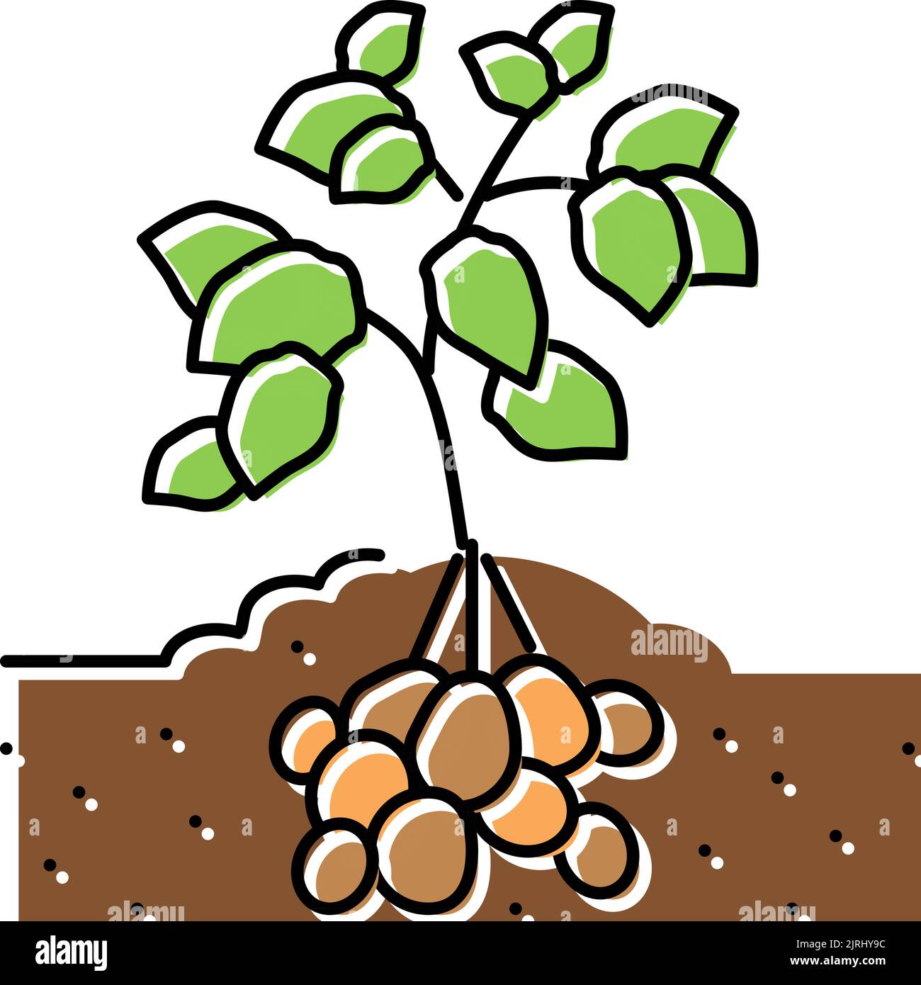 plant potato vegetable color icon vector illustration Stock Vector ...