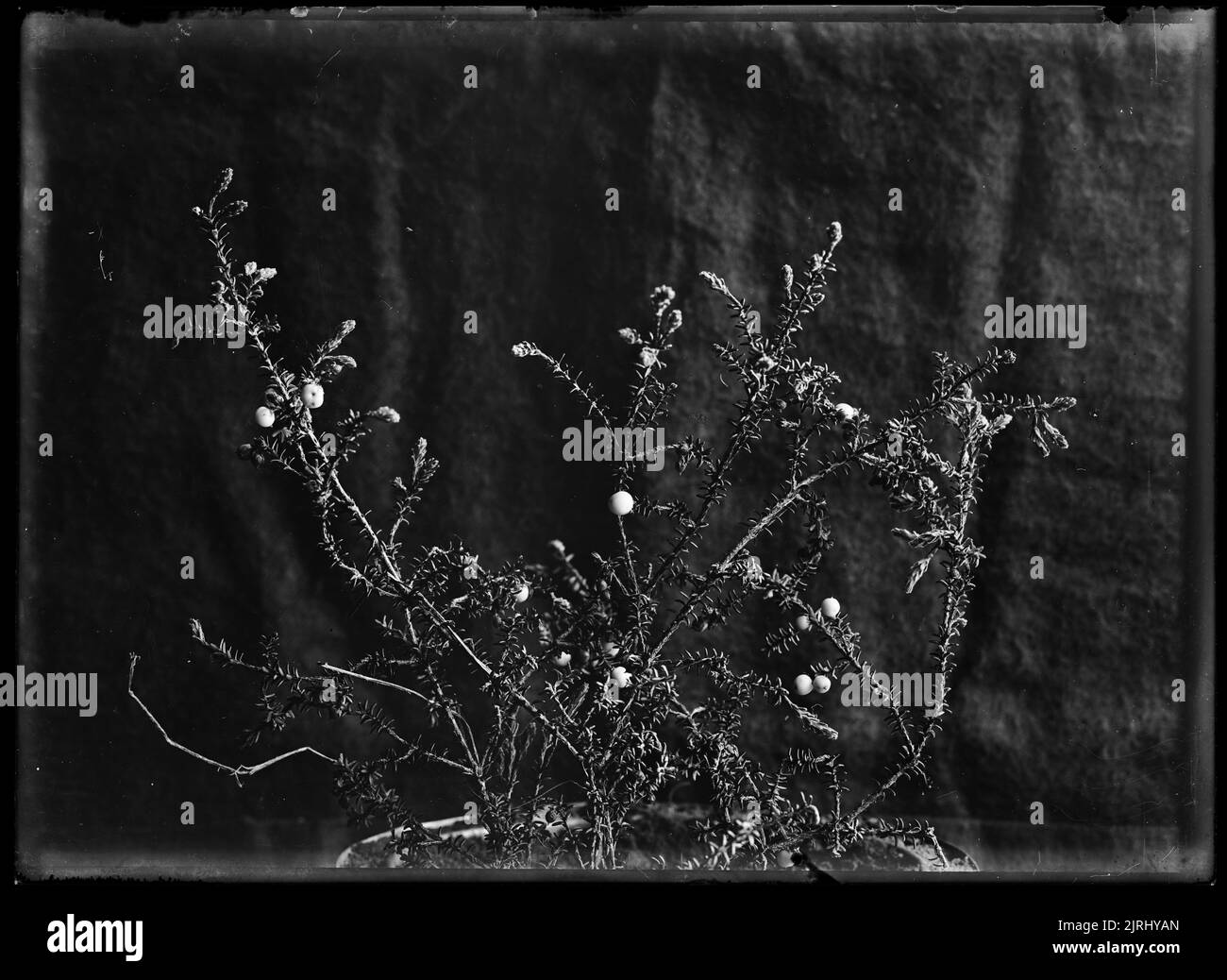 Cyathodes, circa 1910, by Fred Brockett Stock Photo - Alamy