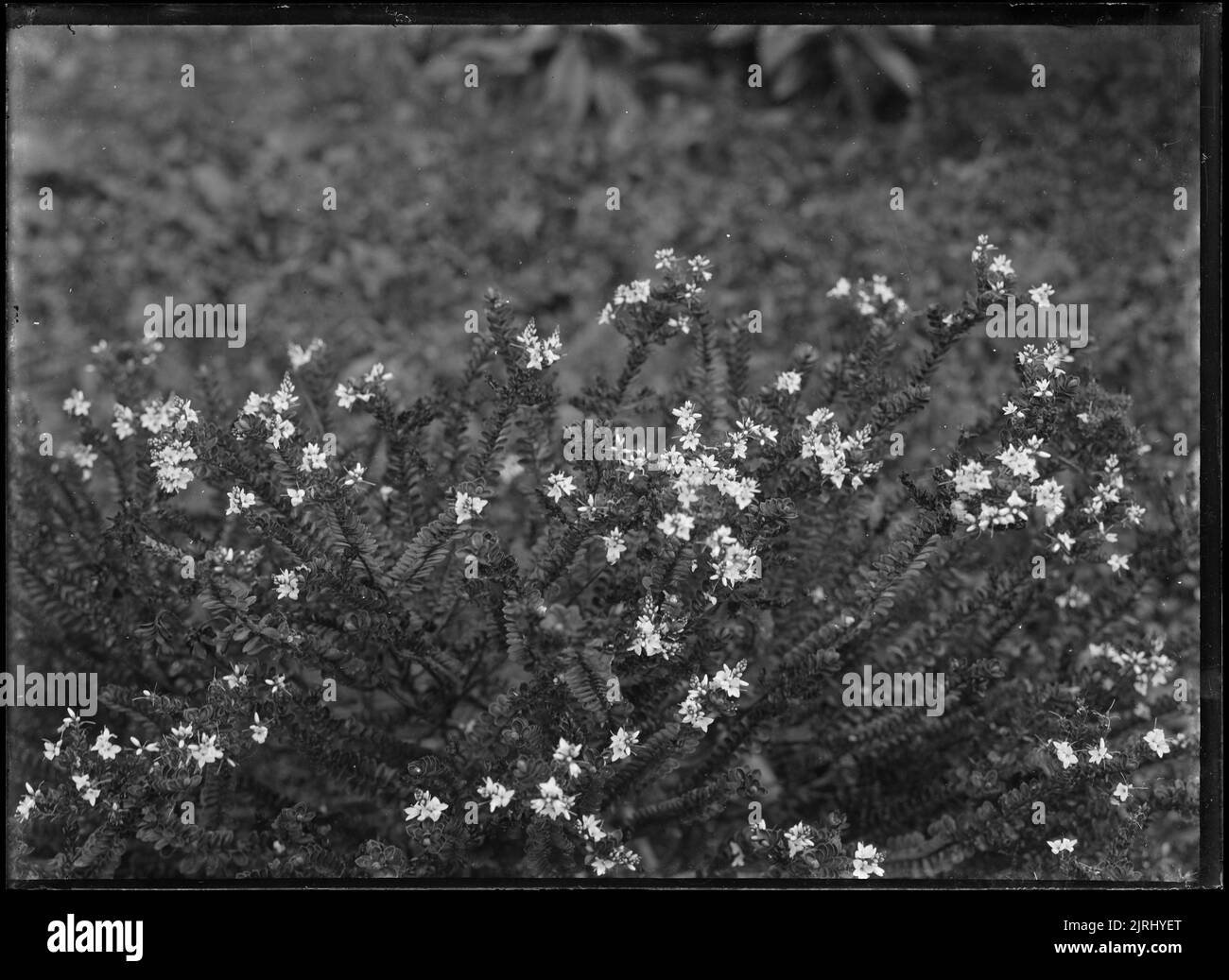 Hebe or Koromiko, circa 1910, by Fred Brockett Stock Photo - Alamy