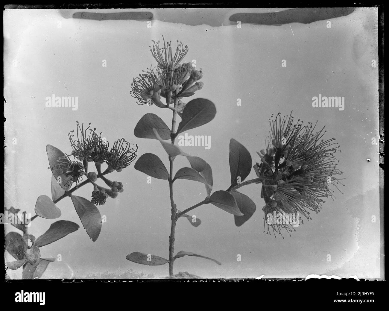 Shrub specimen Black and White Stock Photos & Images - Alamy