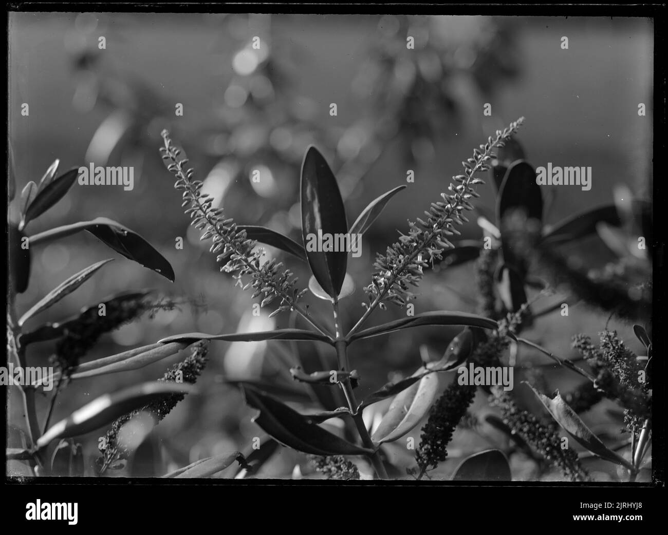 Hebe or Koromiko, circa 1910, by Fred Brockett Stock Photo - Alamy
